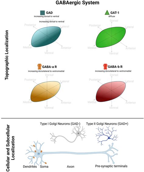 Gabaergic System Markers In The Subthalamic Nucleus Sth Gabaergic