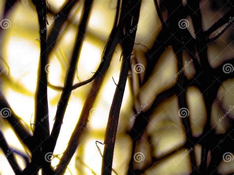Under The Lens Of A Microscope A Thin Slice Of Tissue Unveils A Mesmerizing Landscape Stock Under The Lens Of A Microscope A Thin Slice Of Tissue Unveils A Mesmerizing Landscape Stock