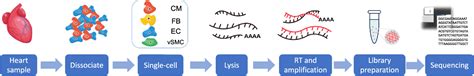 Figure 2 From Single Cell Rna Sequencing Scrna Seq In Cardiac Tissue Figure 2 From Single Cell Rna Sequencing Scrna Seq In Cardiac Tissue