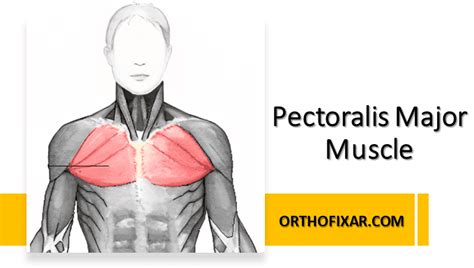 Pectoralis Major Origin And Insertion Pectoralis Major Origin