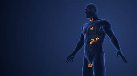 420 Epifyse Fotos Stockfotos Afbeeldingen En Royalty Free Beelden