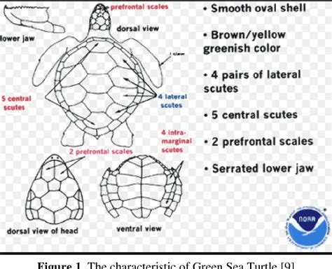 figure 2 from shape characterization on turtle detection semantic scholar