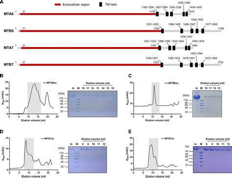 Figures And Data In A Seven Sex Species Recognizes Self And Non Self
