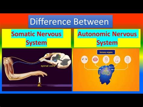 Somatic And Autonomic Nervous System Comparison