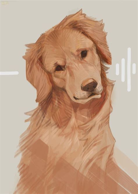 Golden Retriever Drawing Golden Retriever Characters Golden