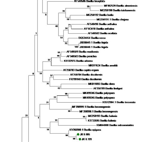 Maximum Likelihood Ml Analysis Inferred From Its Region Sequences Of Download Scientific