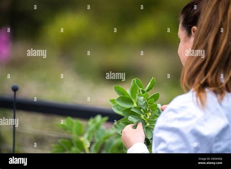 Female Scientist Studying Agricultural Research Woman Farmer Breeding Grass And Plants In A Lab