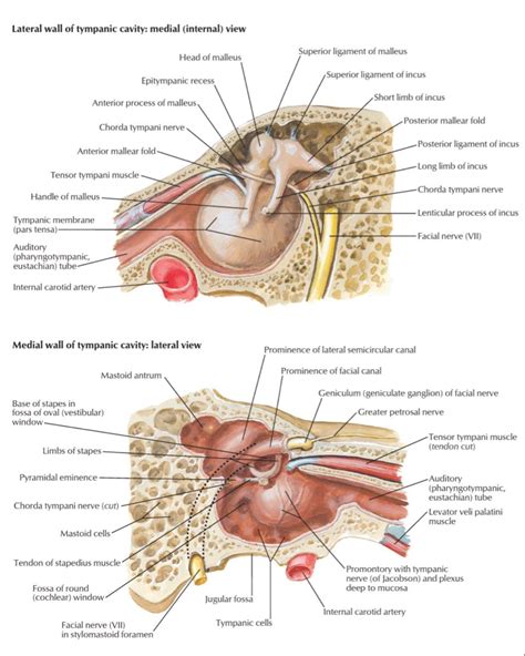 Tympanic Cavity Ear Anatomy Human Anatomy And Physiology Facial Nerve