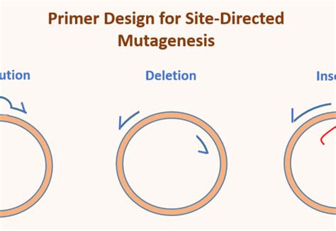 How To Design Primers For Site Directed Mutagenesis Pediaa Com