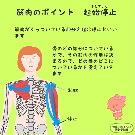 ANATOMY YOGAリアル解剖学教室 筋肉をみるときのポイントはこの2つ