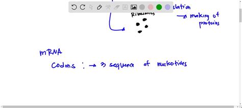 Solved Slide The Trna Complex O The Complementary Anticodon Sequence Binds To The Mrna Codon
