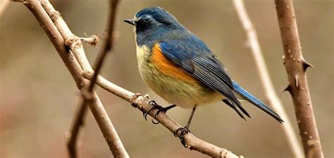 杉やんの野鳥観察 ルリビタキの 成鳥 とある博物館近く 第2弾 2月1日 杉やんの野鳥観察 ima0715dazeのブログ