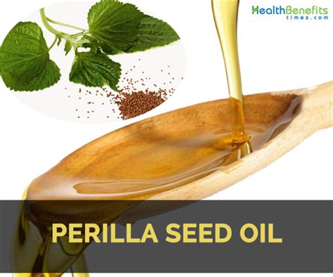 Perilla Seed Oil Benefits And Uses Health Benefits