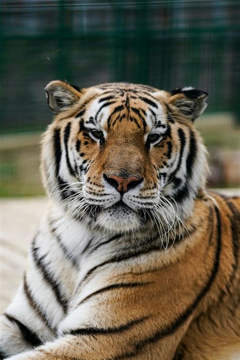 Tiger Face Wallpaper For Mobile