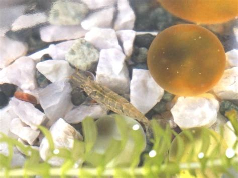ミナミヌマエビの色は変化する透明から黒へ 環境や体調によっても メダカまる
