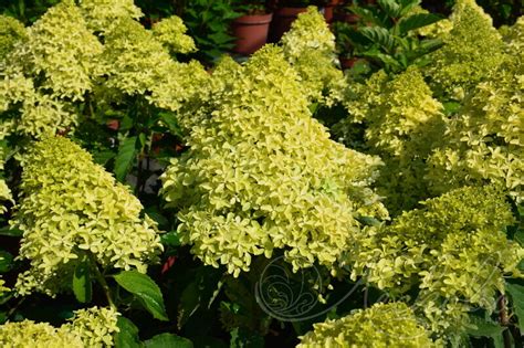 Гортензия метельчатая (Hydrangea paniculata `Magical Lime Sparkle ...