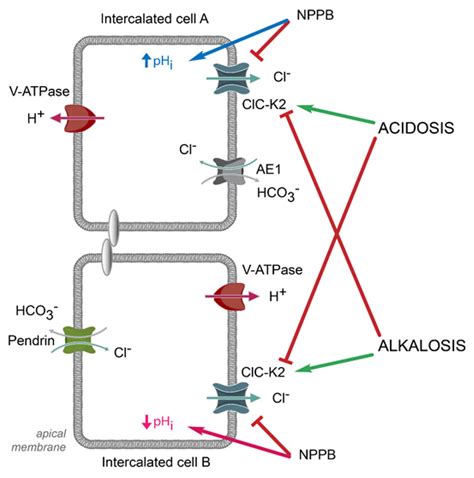 What Is Clc Medical Term At Jack Black Blog