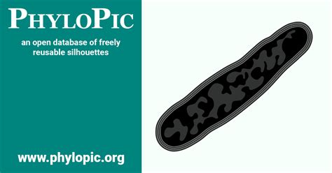 Methanobacterium Formicicum By Matt Crook Cc By Sa 3 0 Phylopic