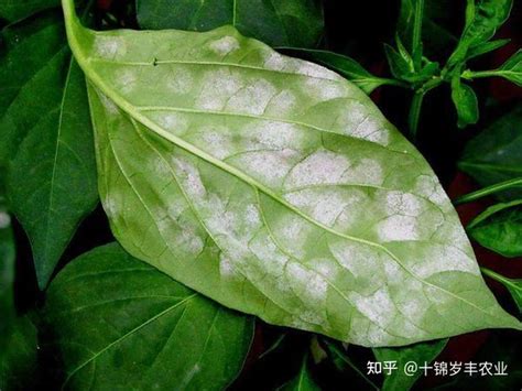 常见的四种辣椒病害及防治措施 知乎