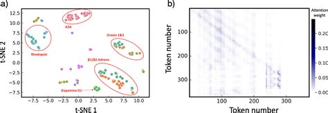 Gpcr Bert Interpreting Sequential Design Of G Protein Coupled Receptors Using Protein Language