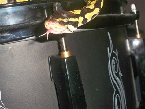 Pastel Ball Python Tongue Ball Pythons Net Gallery