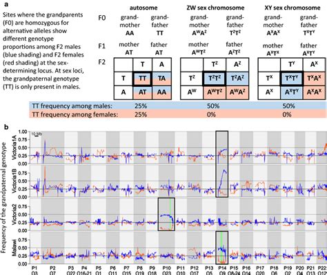 Genotype Frequencies Support The Sex Chromosomes Identified With Qtl Download Scientific