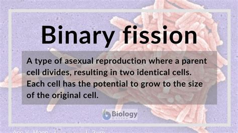 Binary Fission Definition And Examples Biology Online Dictionary