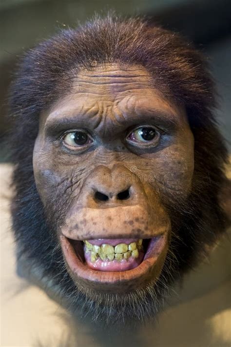Australopithecus Africanus Reconstruction