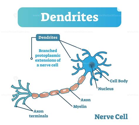 Dendrite Biological Anatomy Vector Illustration Diagram With Nerve Cell Structure Vectormine
