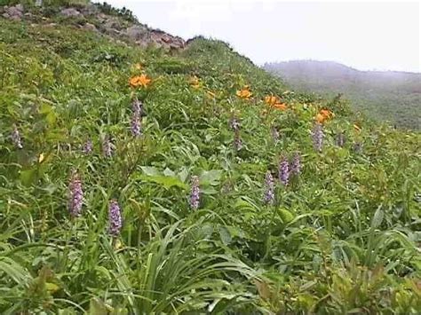 テガタチドリ高山植物図鑑登山道の花