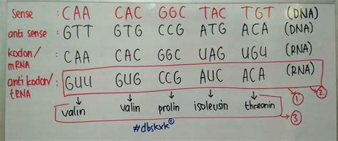 View Dna Antisense Adalah Background