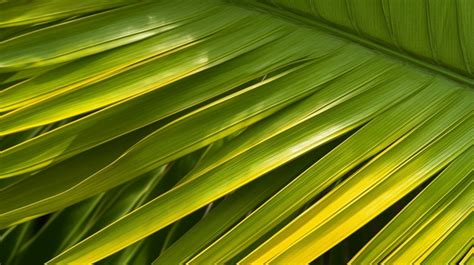 노란색 생동감 배경 배경 일러스트 노란색 생동감 배경 사진 및 배경 화면 무료 다운로드 Pngtree