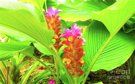 Cone Ginger Baan Rai Red Torch Photograph By Felix Lai Fine Art America