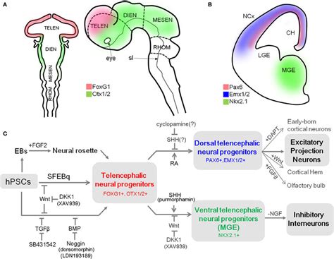 A Summary Of Differentiation From Hpscs Into Neocortical Excitatory Download Scientific Diagram