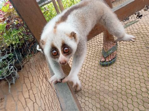 Bit Of Love For A Slow Loris Telegraph India