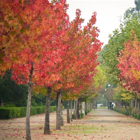 Liquid Amber Tree Height Liquidambar Styraciflua ‘worplesdon Tree