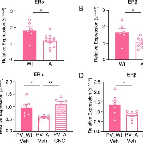 Chemogenetic Activation Of Pv In Enhances The Gabaergic Tone Onto Ca1 Download Scientific