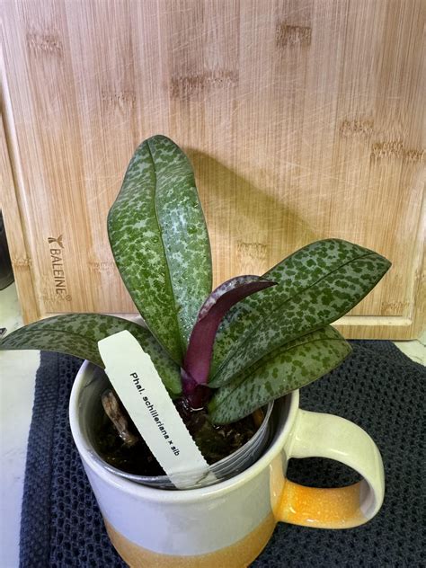 Phal Schilleriana x sib : r/orchids