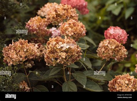 Flowering hydrangea tree, Hydrangea arborescens or Candybelle Bubblegum ...