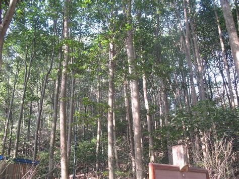 楠木的图片 简图 水楠木图片 楠木手串图片 第6页 大山谷图库