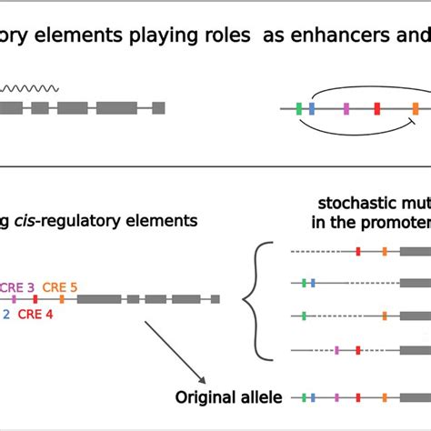 Using Crispr Cas To Edit The Promoter Region Of Target Genes A Download Scientific Diagram