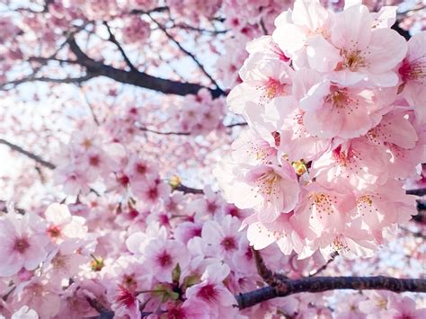 東京櫻花開花月份時間、必去5大東京賞櫻景點 美好生活練習帖