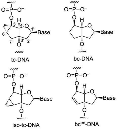 Dna Model Carbon