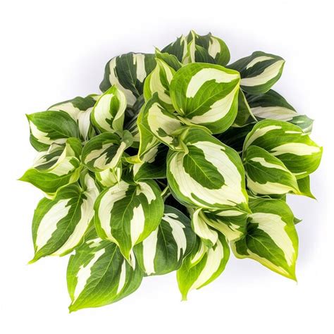 Premium Ai Image Variegated Hosta Showcasing The Entire Plant With A