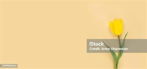 베이지 색 배경에 노란색 튤립 복사 공간이 있는 미미스틱 플랫 레이 0명에 대한 스톡 사진 및 기타 이미지 0명 3월 개념 Istock