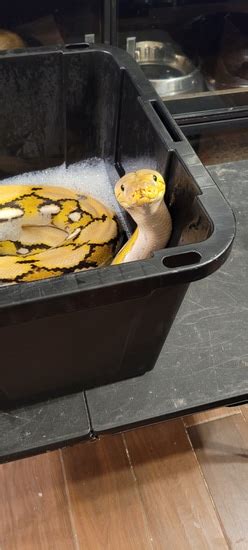 Platinum Tiger Citron Reticulated Python By Bluff City Serpents