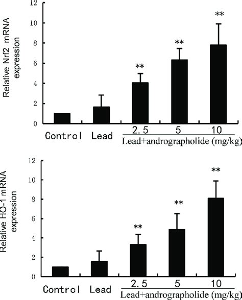 Effects Of Andrographolide On Nrf2 And Ho 1 Expression The Values