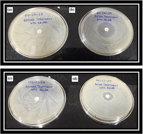 Disc Diffusion Test With Ampicillin 10 µgdisc A Pu Ca 14 Download Scientific Diagram