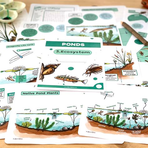 Pond Ecosystem Food Chain