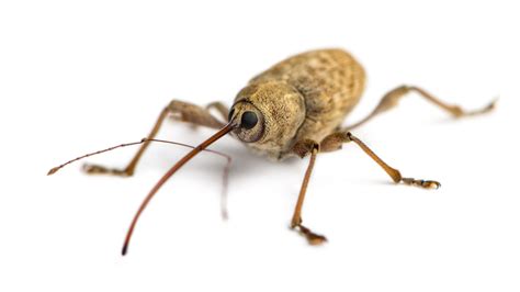 Weevil Genius Insect Inspires Stronger More Flexible Materials Asu News